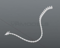Skeleton tail » VRModels - 3D Models for VR / AR and CG projects
